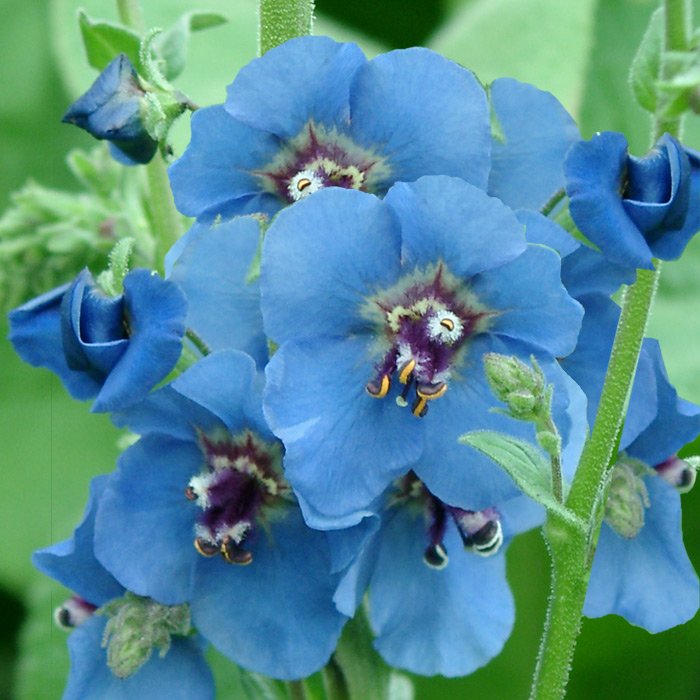 Вербаскум многолетний - купить саженцы с доставкой по России.