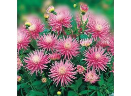 Мини георгины - купить клубни миниатюрных георгин.