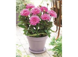 Мини георгины - купить клубни миниатюрных георгин.