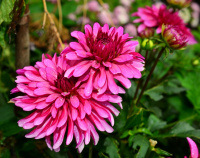 Мини георгины - купить клубни миниатюрных георгин.