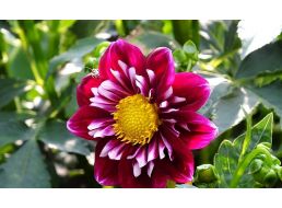 Мини георгины - купить клубни миниатюрных георгин.