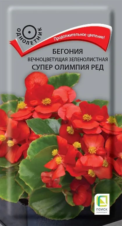 Семена Бегония вечноцветущая зеленолистная Супер Олимпия Ред: описание ...