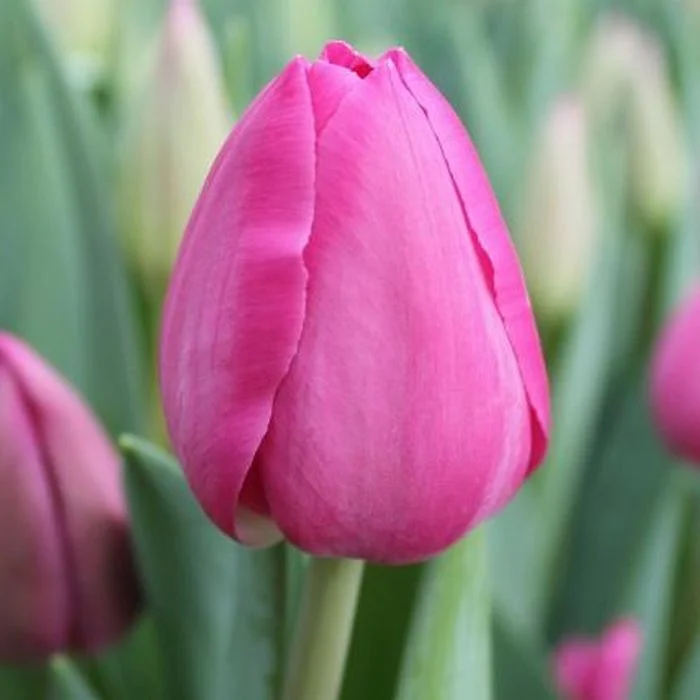 Купить Тюльпан Молто Амата в Москве и РФ. Описание сорта. Пункты самовывоза. Почтой (наложенный ...