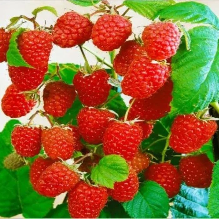 Купить саженцы Малина Молинг Белла (горшок 1л) в Москве и РФ. Описание ...