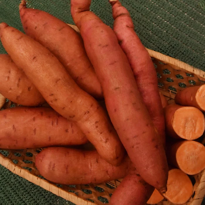 Батат Бэтти для посадки купить в Москве и РФ. Описание сорта. Пункты ...